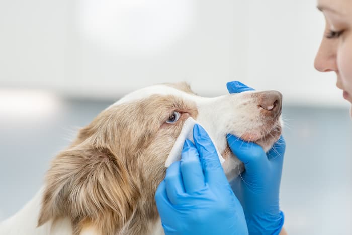 How to Keep Your Dog's Eyes Clean | Aussie Pet Mobile