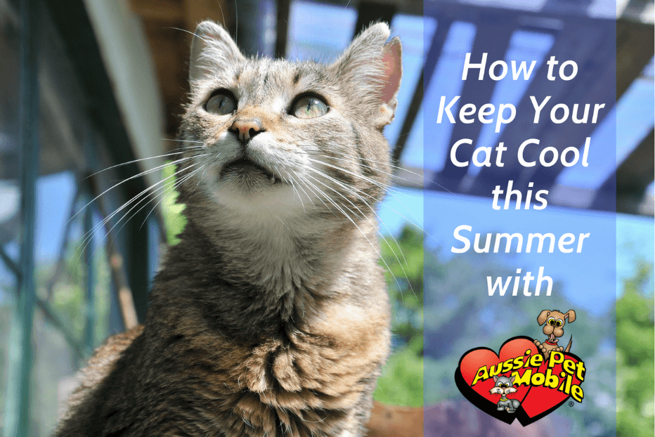 How to Keep Your Cat Cool this Summer | Aussie Pet Mobile