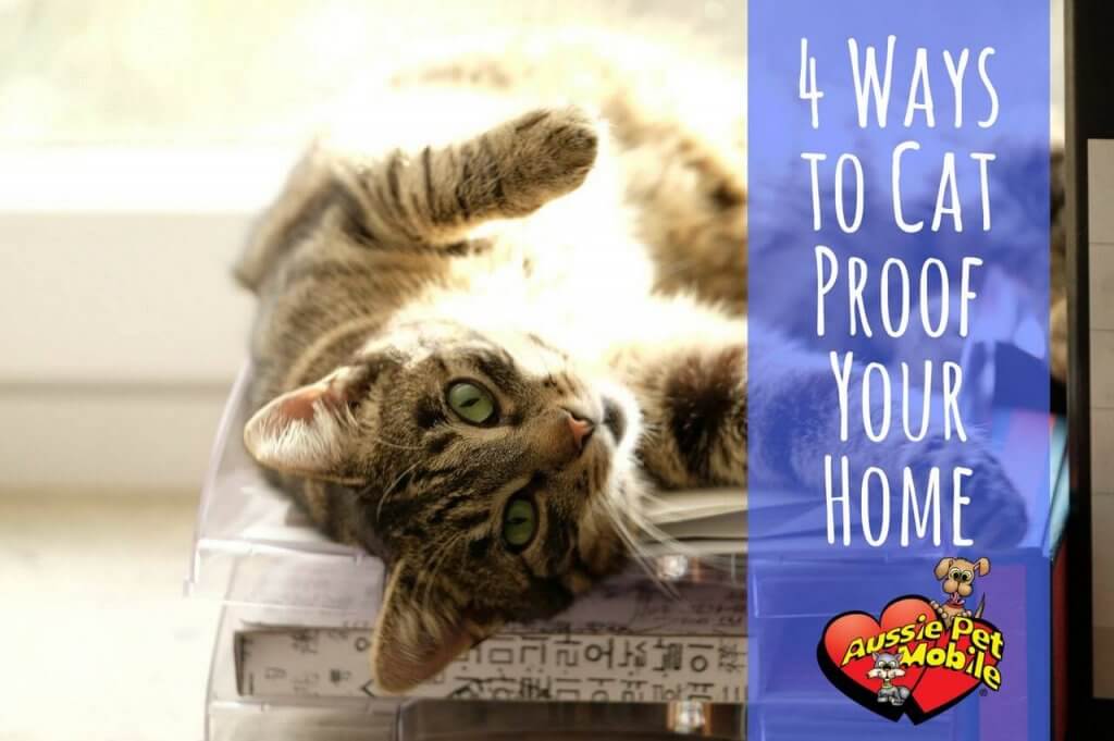 4 Ways to Cat-Proof Your Home | Aussie Pet Mobile
