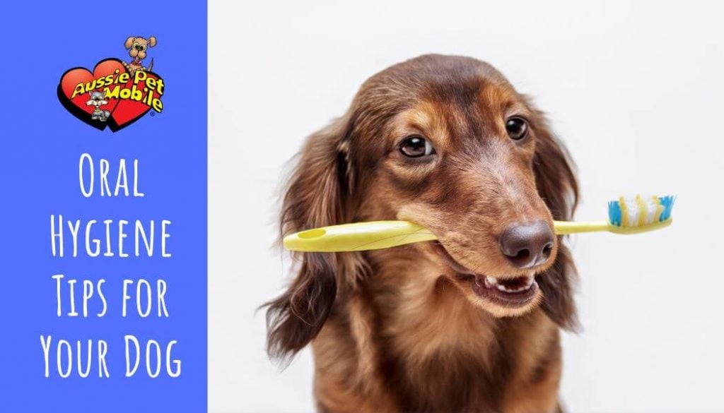 Oral Hygiene Tips for Your Dog | Aussie Pet Mobile