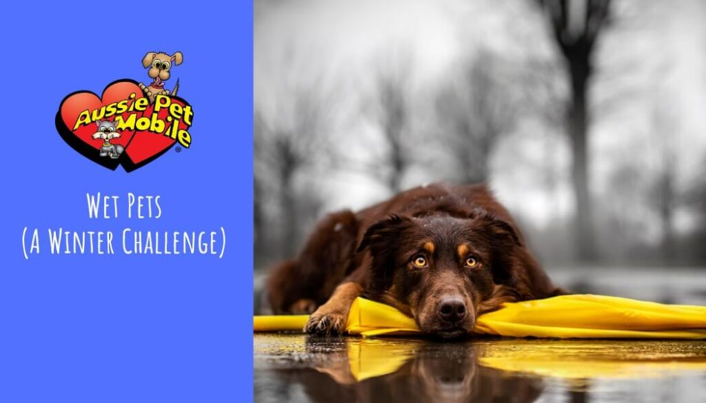 Wet Pets (A Winter Challenge) | Aussie Pet Mobile